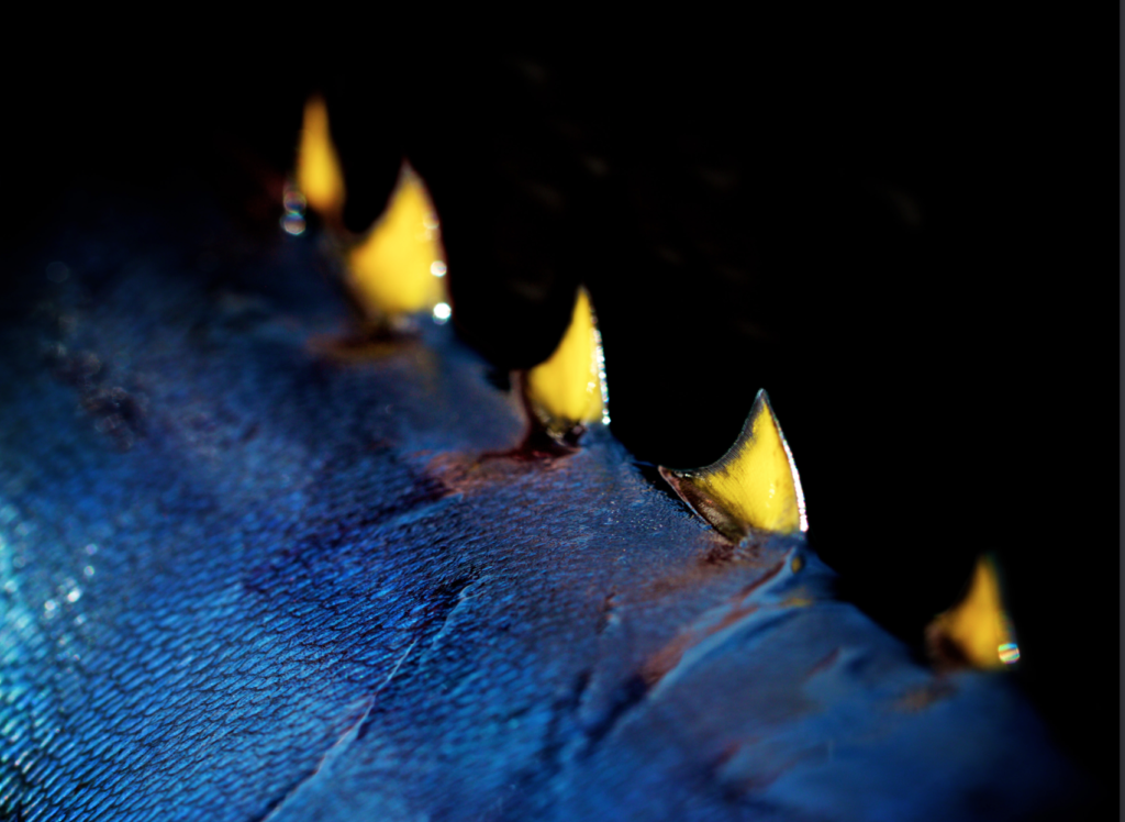 Fly Fishing for Yellow Fin Tuna - Tail Fly Fishing Magazine