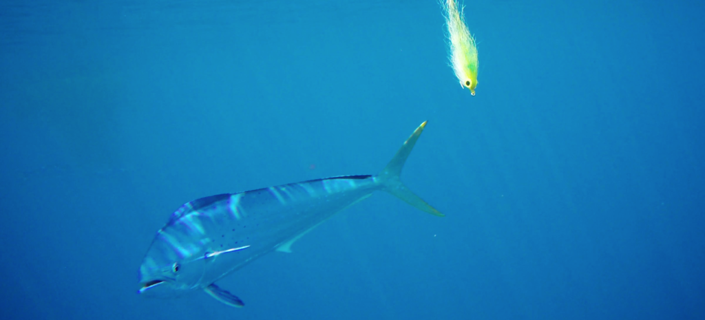 Fly Fishing for Yellow Fin Tuna - Tail Fly Fishing Magazine