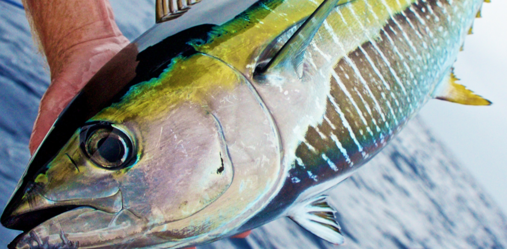 Fly Fishing for Yellow Fin Tuna - Tail Fly Fishing Magazine