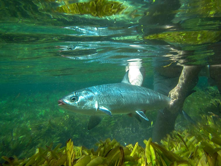 Milkfish on the Fly - Tail Fly Fishing Magazine
