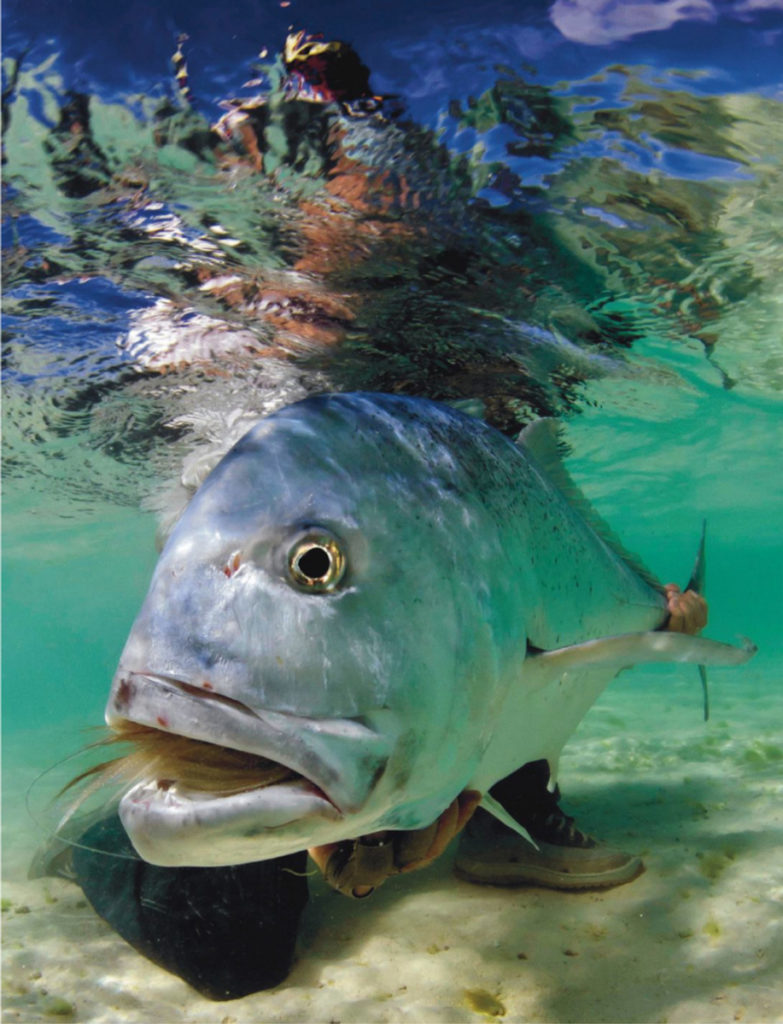 GT Behavior & Hangouts - Tail Fly Fishing Magazine