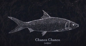 The Return of F3T - Tail Fly Fishing Magazine