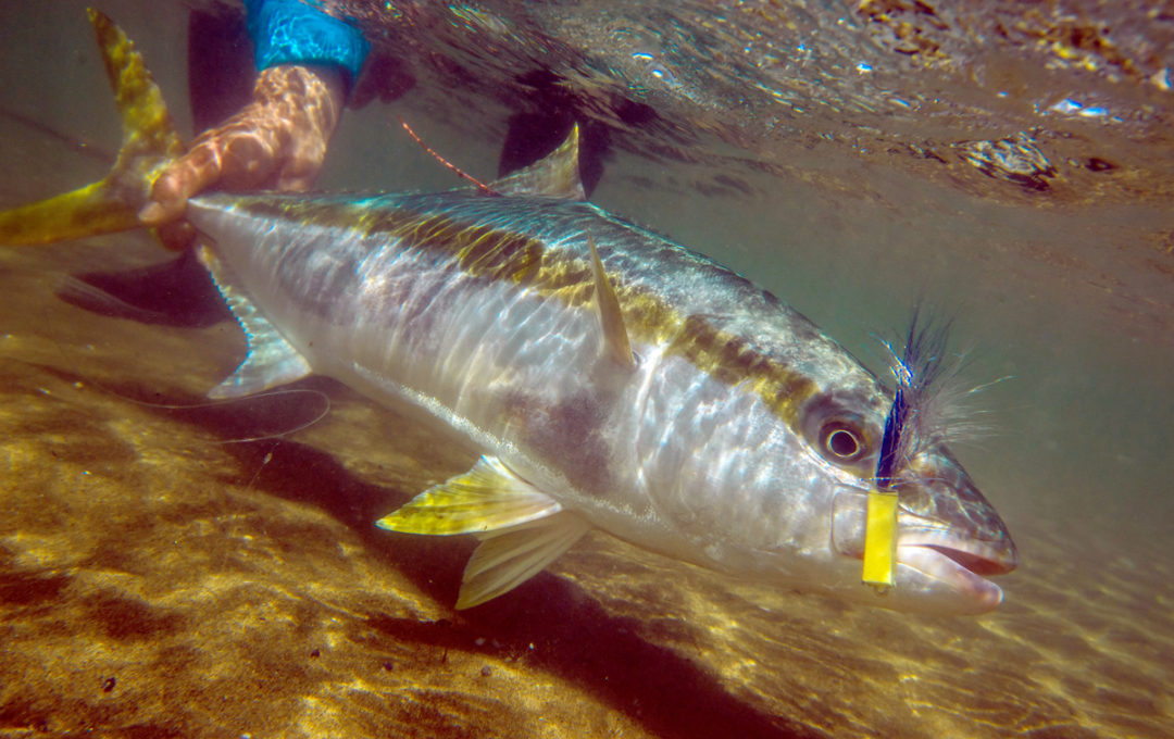 Yellowtail Kingfish: The Gold That Keeps Giving - Tail Fly Fishing Magazine