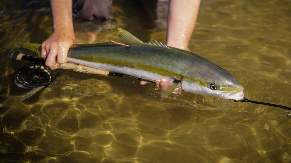 Yellowtail Kingfish: The Gold That Keeps Giving - Tail Fly Fishing Magazine