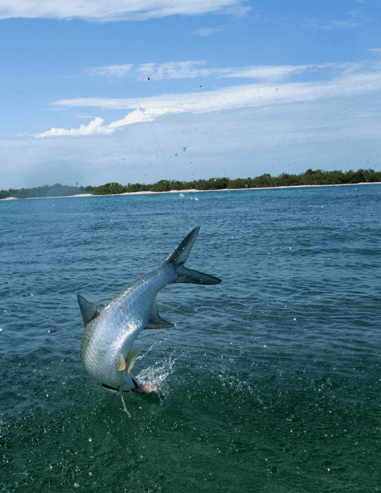 5 Things To Consider For Your First Tarpon Trip - Tail Fly Fishing Magazine
