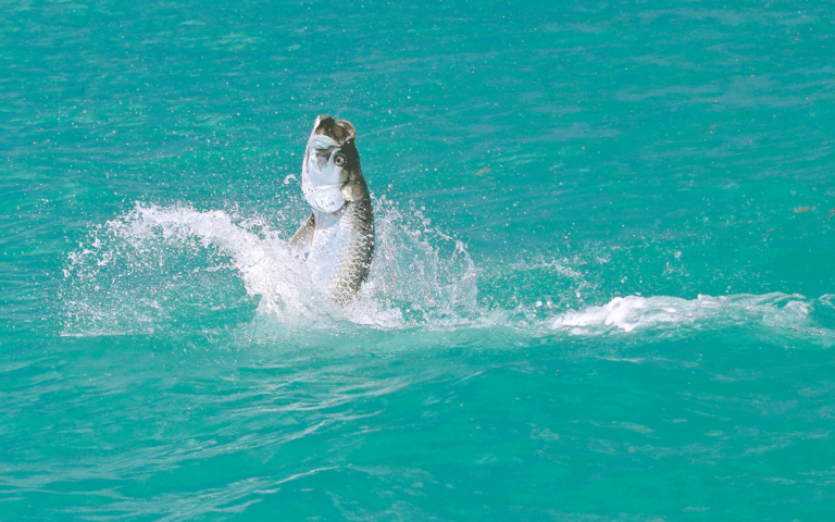 5 Things To Consider For Your First Tarpon Trip - Tail Fly Fishing Magazine