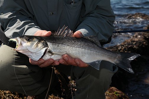Mullet in the Ring of Kerry: Fly fishing for Mullet - Tail Fly Fishing ...