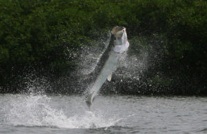 TARPON! - Tail Fly Fishing Magazine