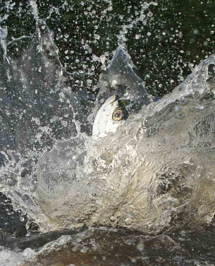 Baby Tarpon