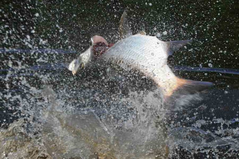 TARPON! - Tail Fly Fishing Magazine
