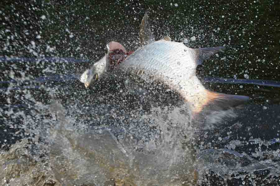 TARPON! - Tail Fly Fishing Magazine