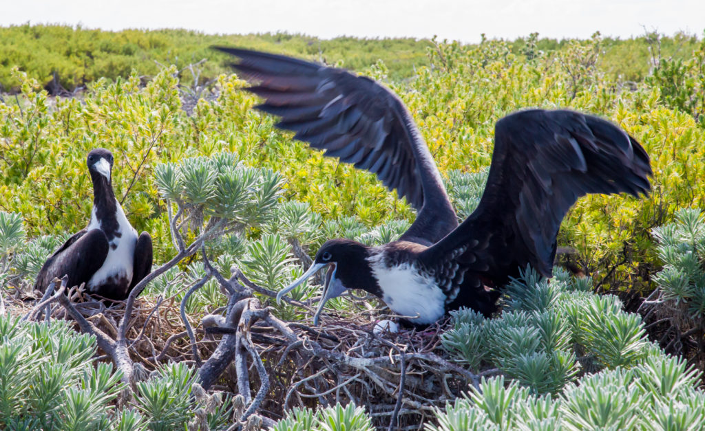 Last Frontiers: Exploring Scorpion Atoll, Mexico for bonefish and ...