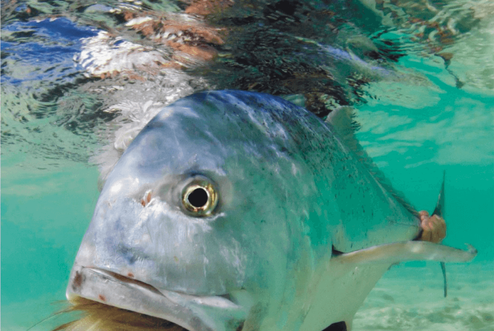 Hunting Giant Trevally (GT) on the Fly | Tail Fly Fishing Magazine