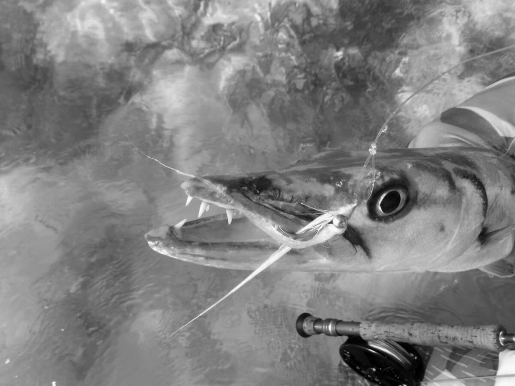 The Magical White Clouser - Tail Fly Fishing Magazine
