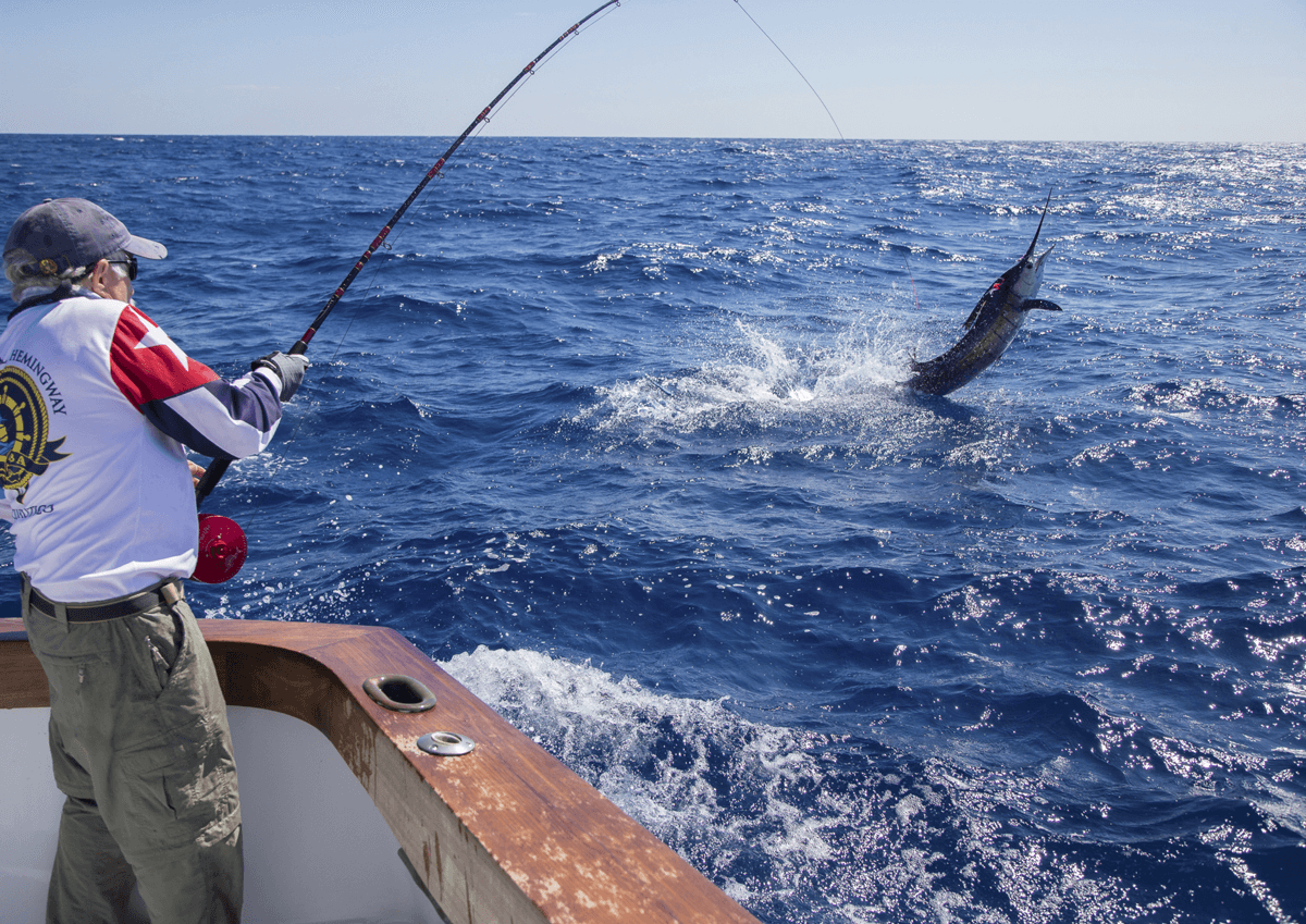 Five Tips for Marlin on the Fly - Tail Fly Fishing Magazine
