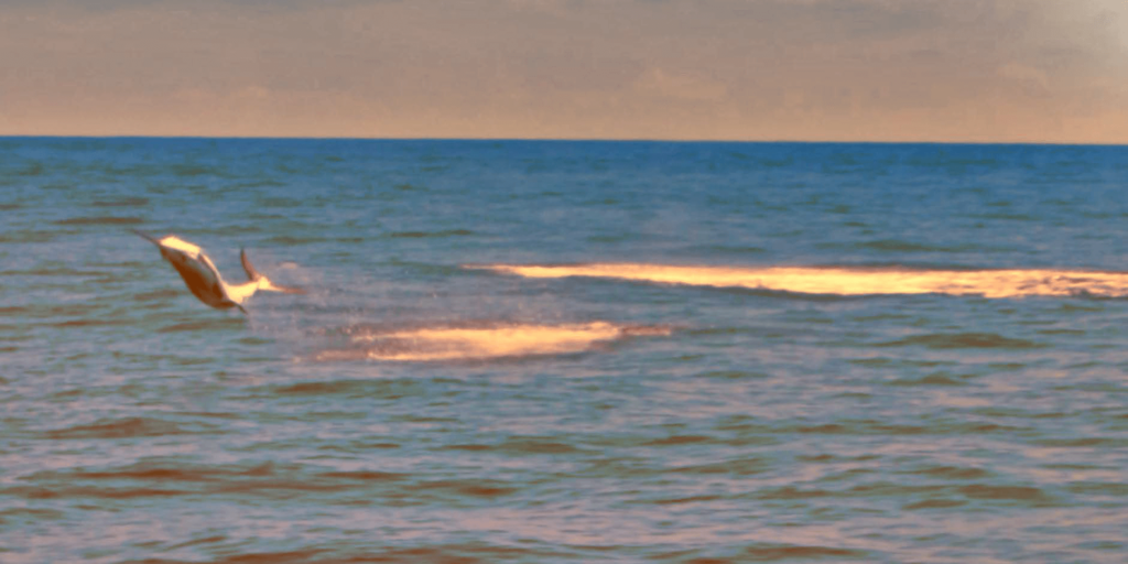 Five Tips for Marlin on the Fly - Tail Fly Fishing Magazine