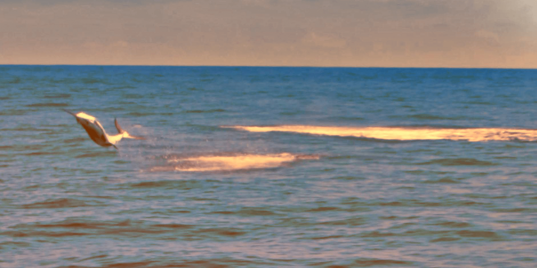 Five Tips for Marlin on the Fly - Tail Fly Fishing Magazine
