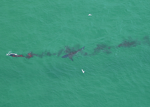 Cape Cod’s first fatal shark attack in 82 years - Tail Fly Fishing Magazine
