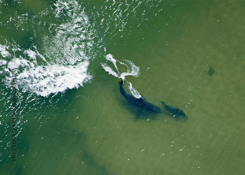Cape Cod’s first fatal shark attack in 82 years - Tail Fly Fishing Magazine