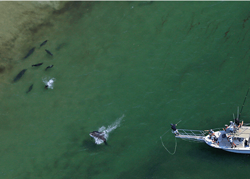 Cape Cod’s first fatal shark attack in 82 years - Tail Fly Fishing Magazine