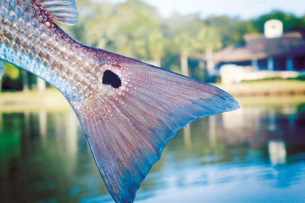 Eating the Lowcountry - Tail Fly Fishing Magazine