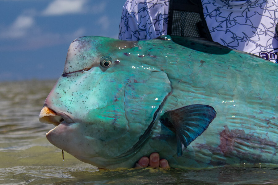Bison Of The Flats: The Bumphead Parrotfish - Tail Fly Fishing Magazine