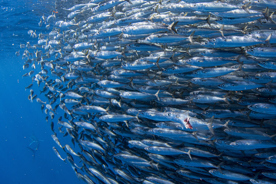 Los Cabos – Saltwater Fly Fishing - Tail Fly Fishing Magazine