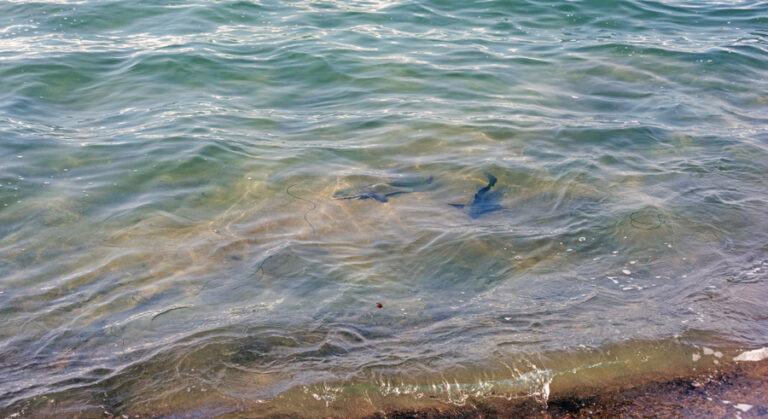 California Corbina: Sight Fishing the Surf - Tail Fly Fishing Magazine