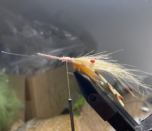 The Evolution Shrimp Fly | Tail Fly Fishing Magazine