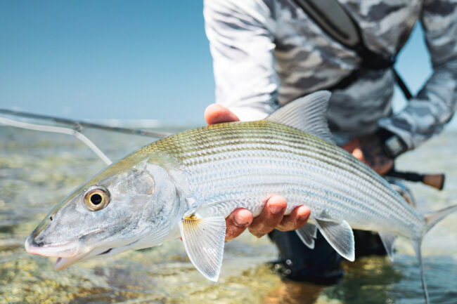 Uh Oh, No O’io! (Bonefish Hawaii) - Tail Fly Fishing Magazine