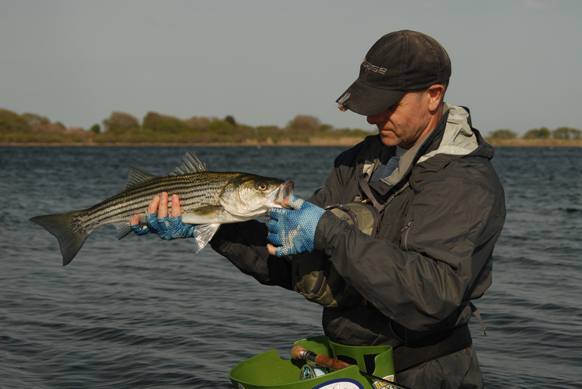 Worm Hatch – Northeast – Striped Bass - Tail Fly Fishing Magazine