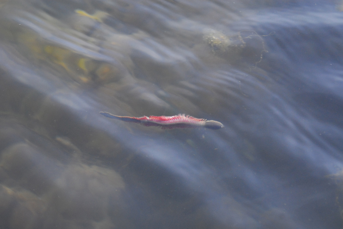 Worm Hatch – Northeast – Striped Bass - Tail Fly Fishing Magazine