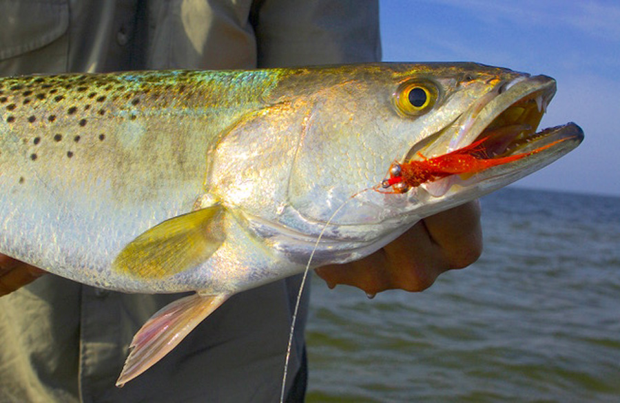 Go-to Flies for the Everglades by Chico Fernandez - Tail Fly Fishing ...